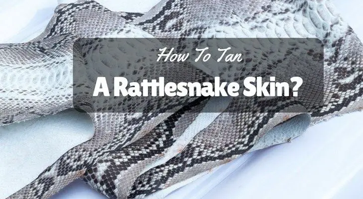 How To Tan A Rattlesnake Skin? - Get Crafty Using A Rattlesnake Skin!