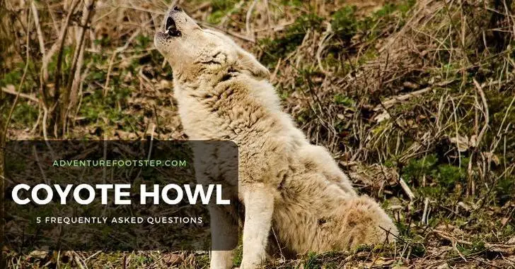 5 Frequently Asked Questions About Coyote Howl - An Ultimate Answers