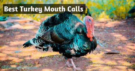Top 7 Best Turkey Mouth Calls in 2020 Reviews: AdventureFootstep