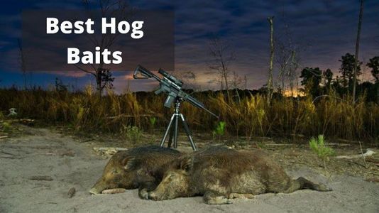 Best Hog Baits – Top 3 Wild Hog Attractant 2021 Reviews
