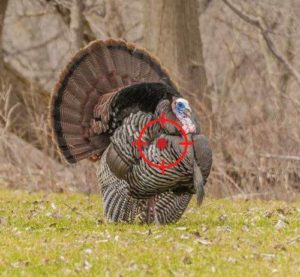 Where To Shoot A Turkey? Significant “Vitals’’ Can Make Your Hunt Date!