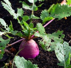 When To Plant Turnips For Deer - Time to Unveil The Secret!